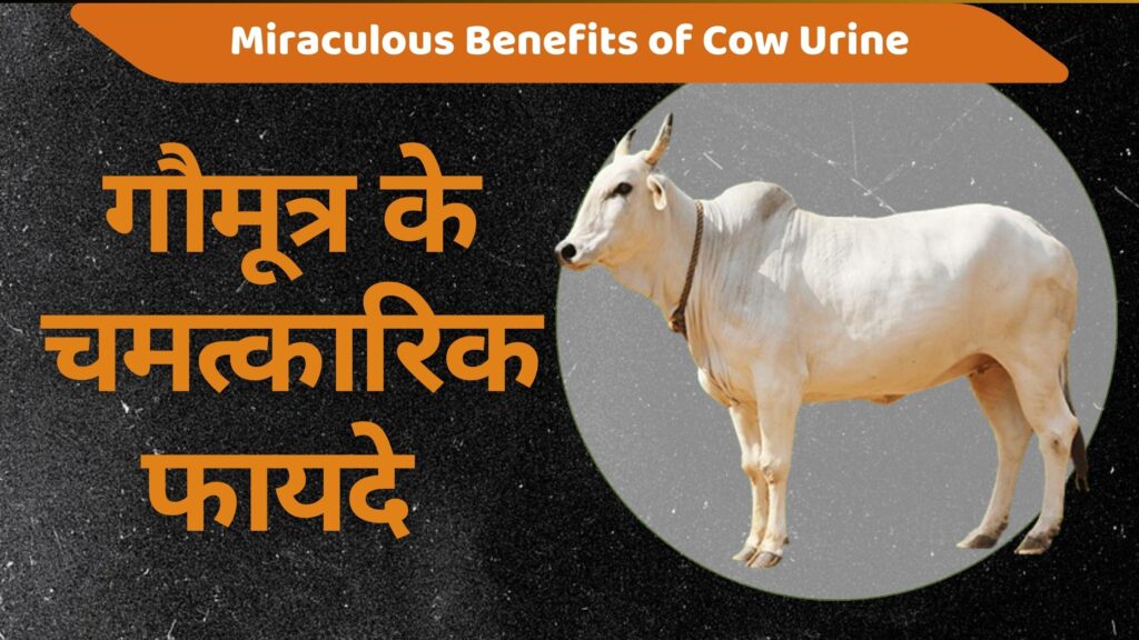 गाय मूत्र के फायदे और नुकसान | - Healthy Life